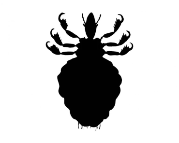 The Symptoms of Body Lice