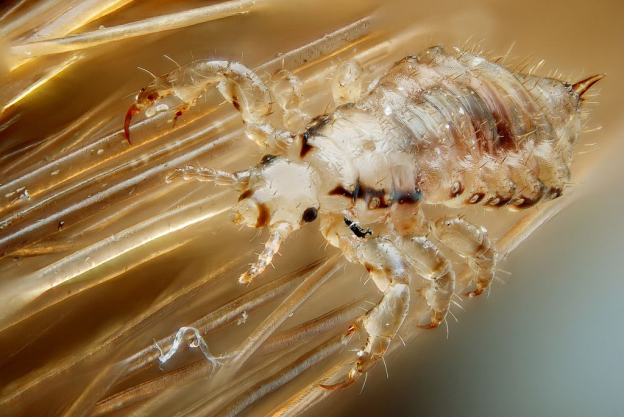What Are Lice? Where Do They Come From?